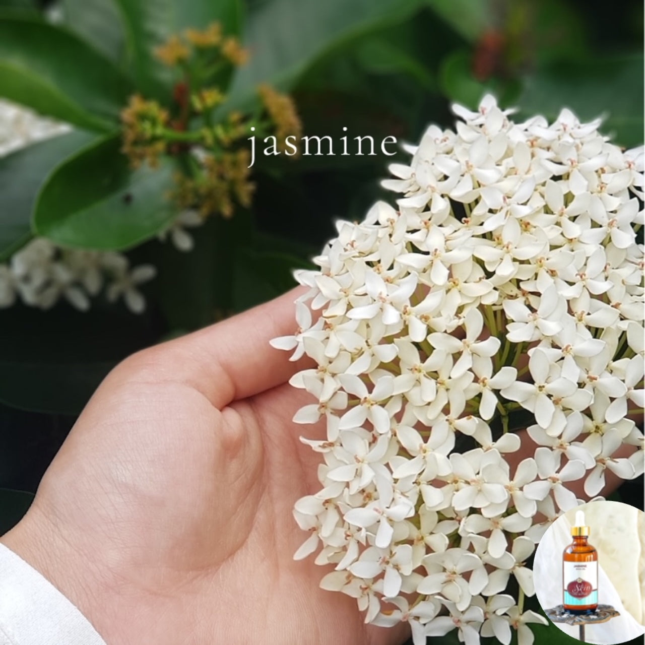 JASMINE Scented Shea Butter Non-greasy Body Oil - intense all day mois ...